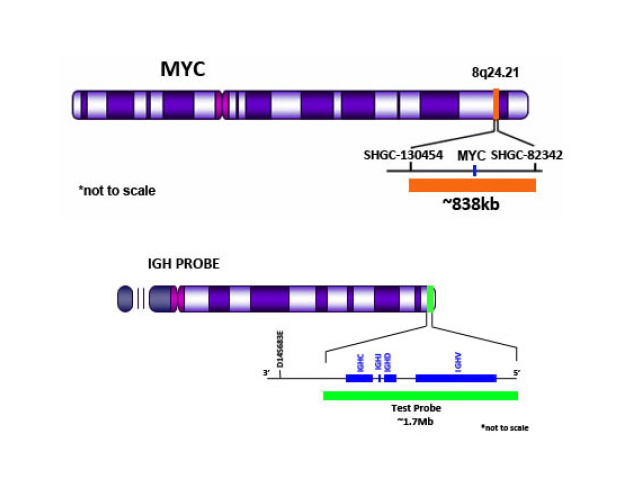IGH/MYC - t(8;14)(q24;q32) - Biocare Medical