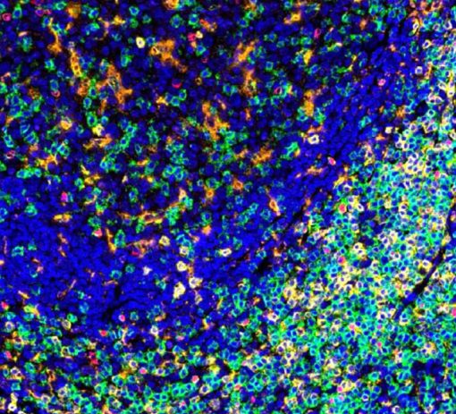 ONCORE Pro X Fully Open Slide Stainer For Research Labs