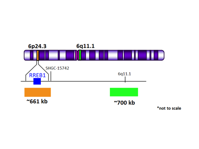 FGFR3 (4p16.3) Aqua - Biocare Medical