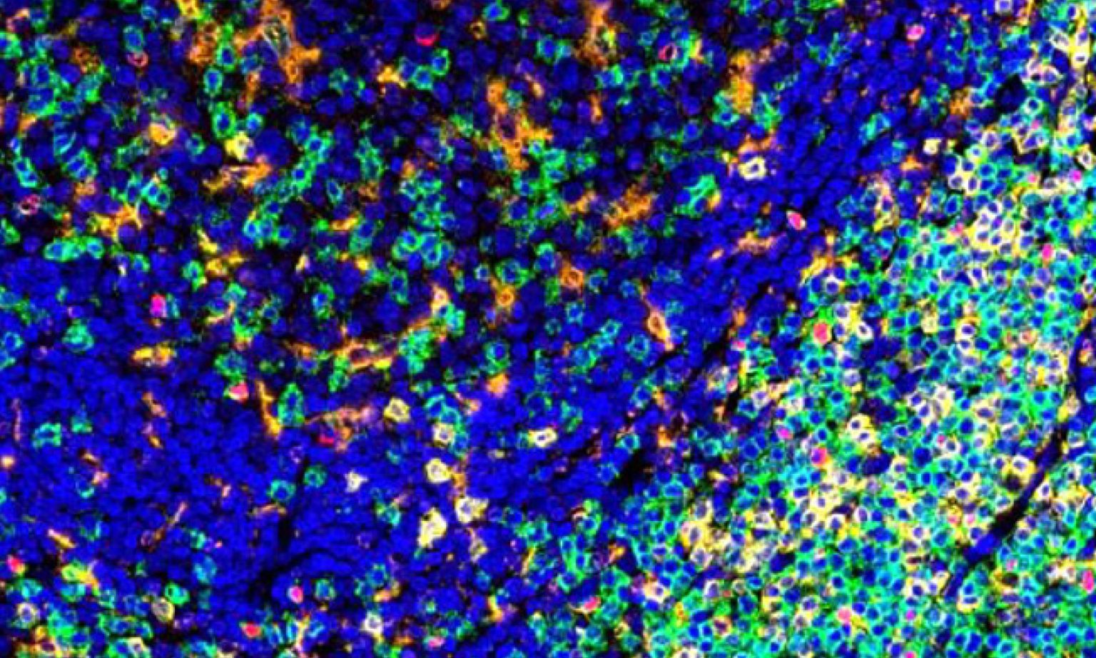 Biocare's Technology Partners - Biocare Medical