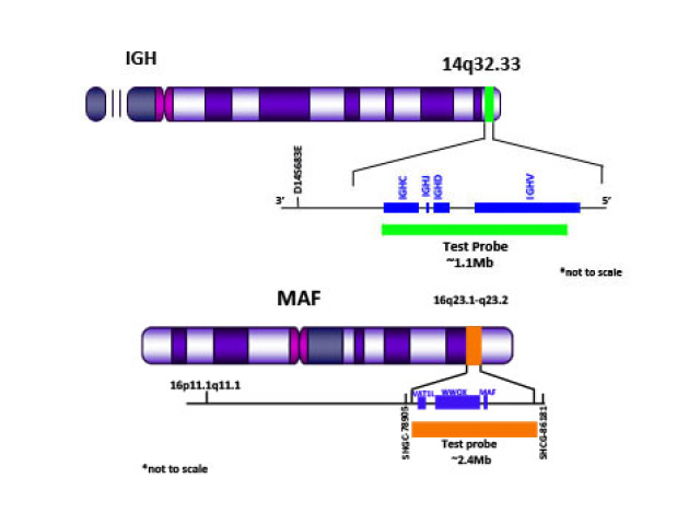 IGH/MAF - t(14;16)(q32;q23) - Biocare Medical