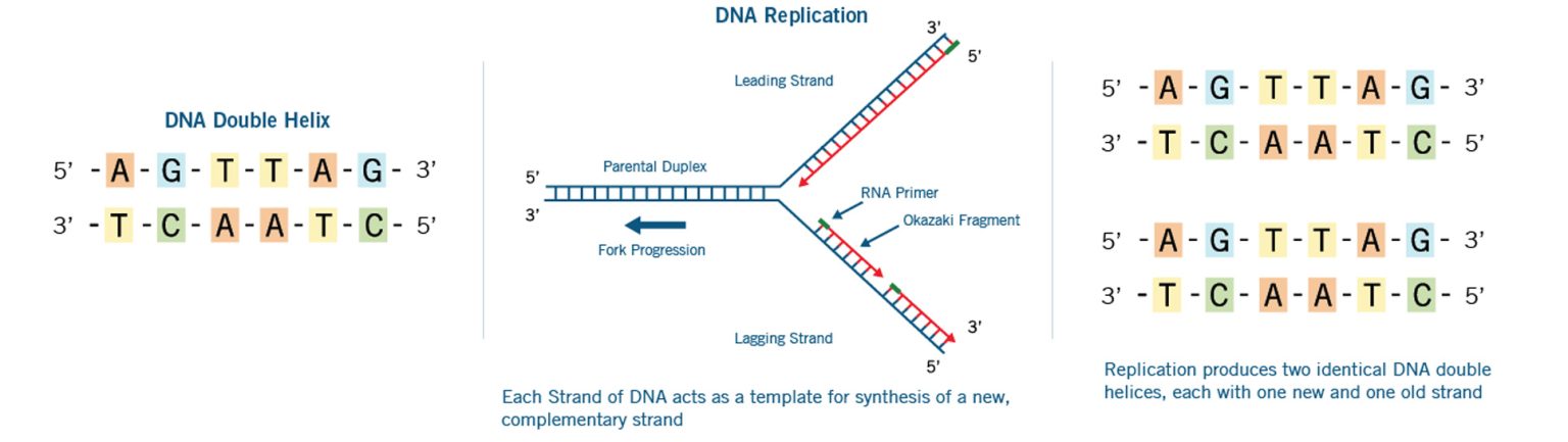 Probing Questions: What are the 5’ and 3’ ends of DNA? - Biocare Medical