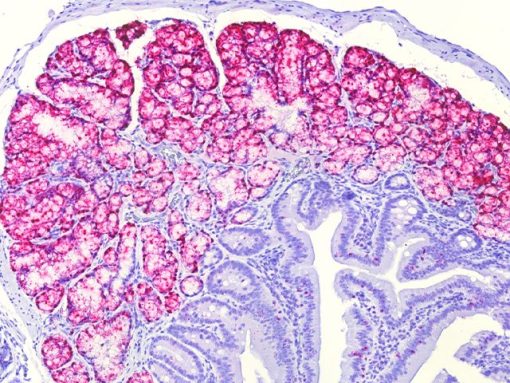 Biocare Medical and Molecular Instruments Partner to Revolutionize ...
