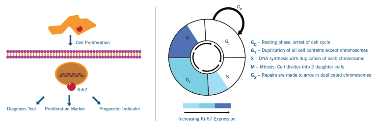 Meet the Marker: Ki-67 - Biocare Medical