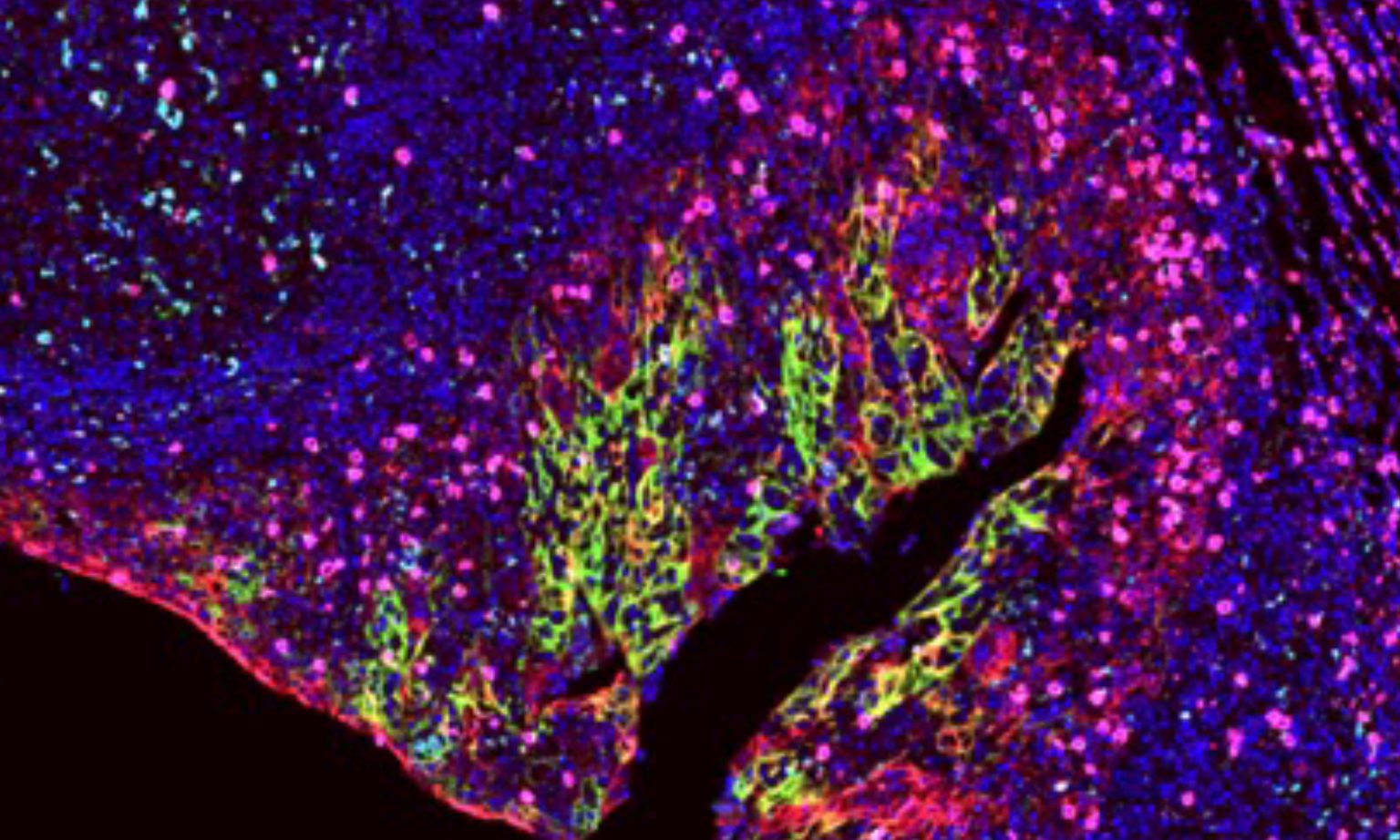 Biocare's Technology Partners - Biocare Medical