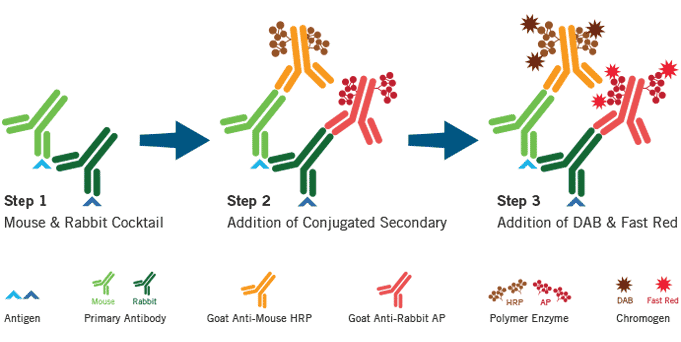Multiplex IHC | Biocare Medical