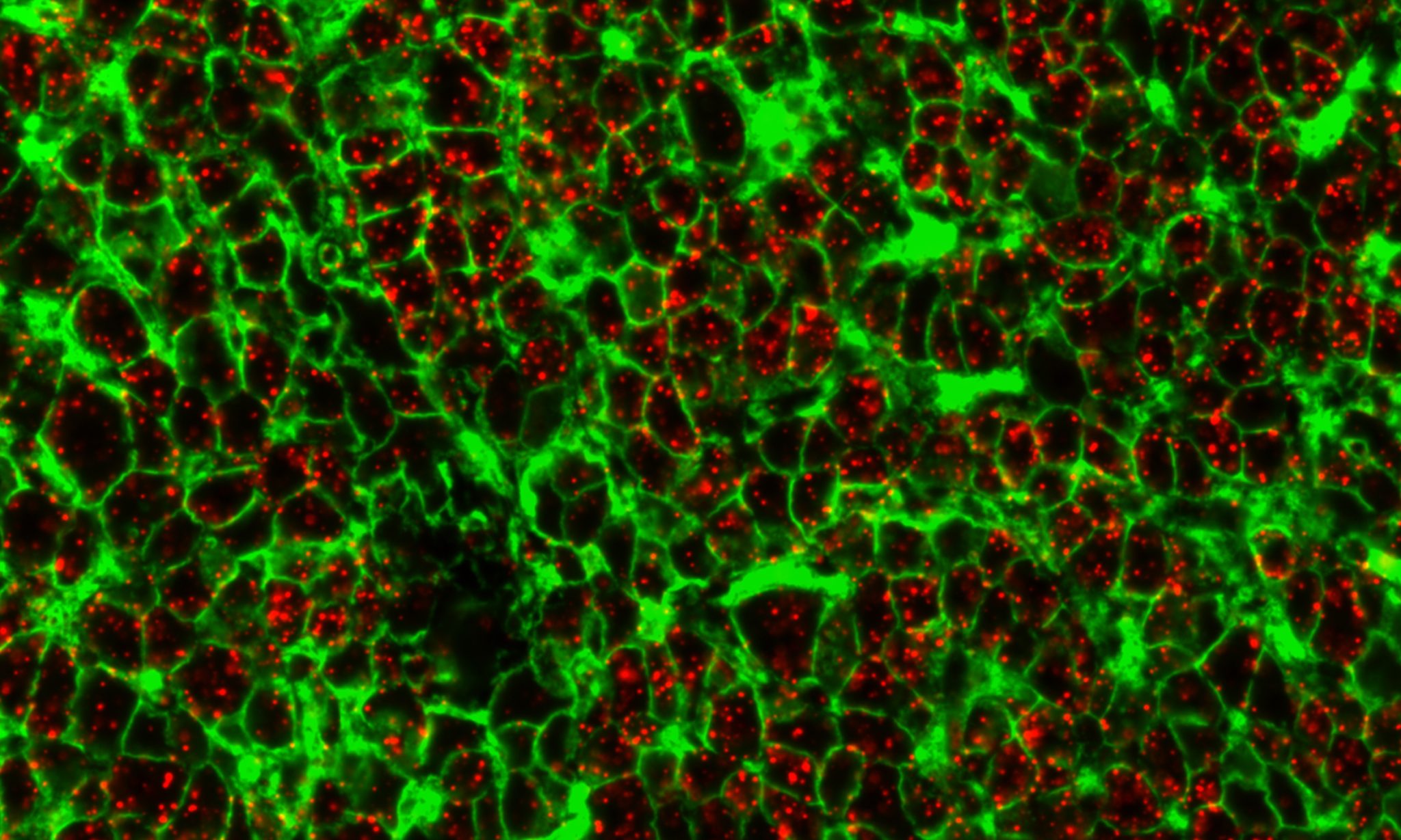 Biocare's Technology Partners - Biocare Medical