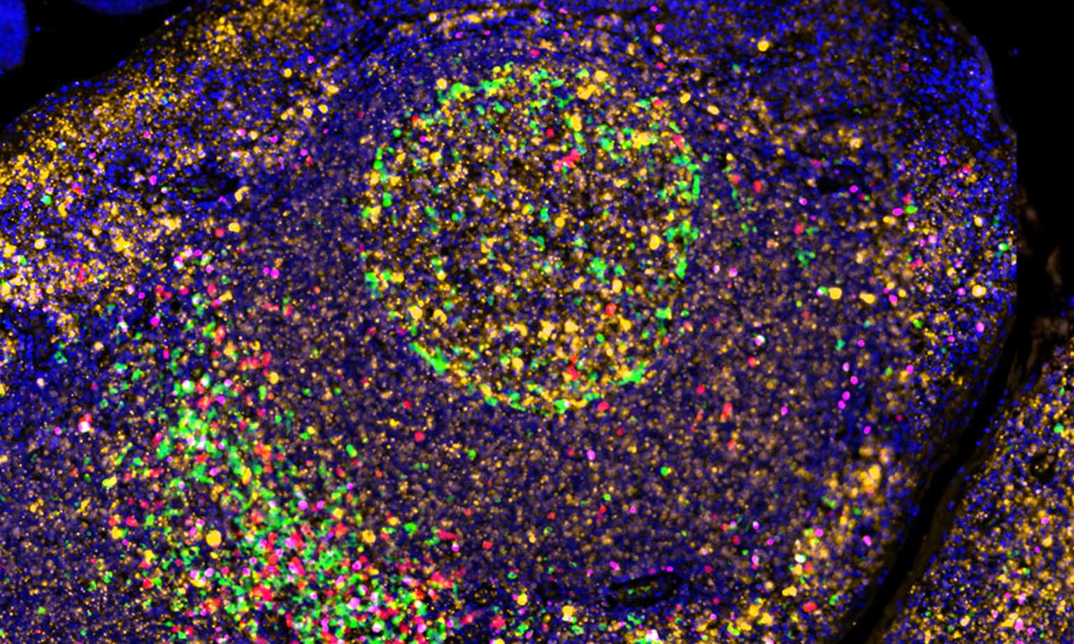 Biocare's Technology Partners - Biocare Medical