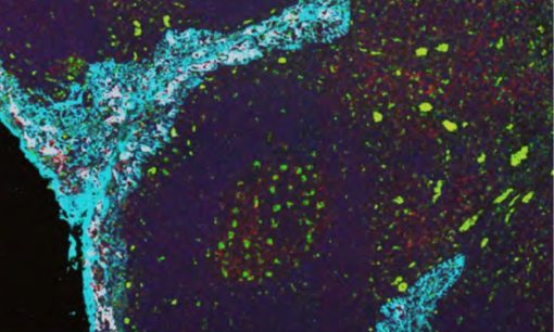 Biocare's Technology Partners - Biocare Medical